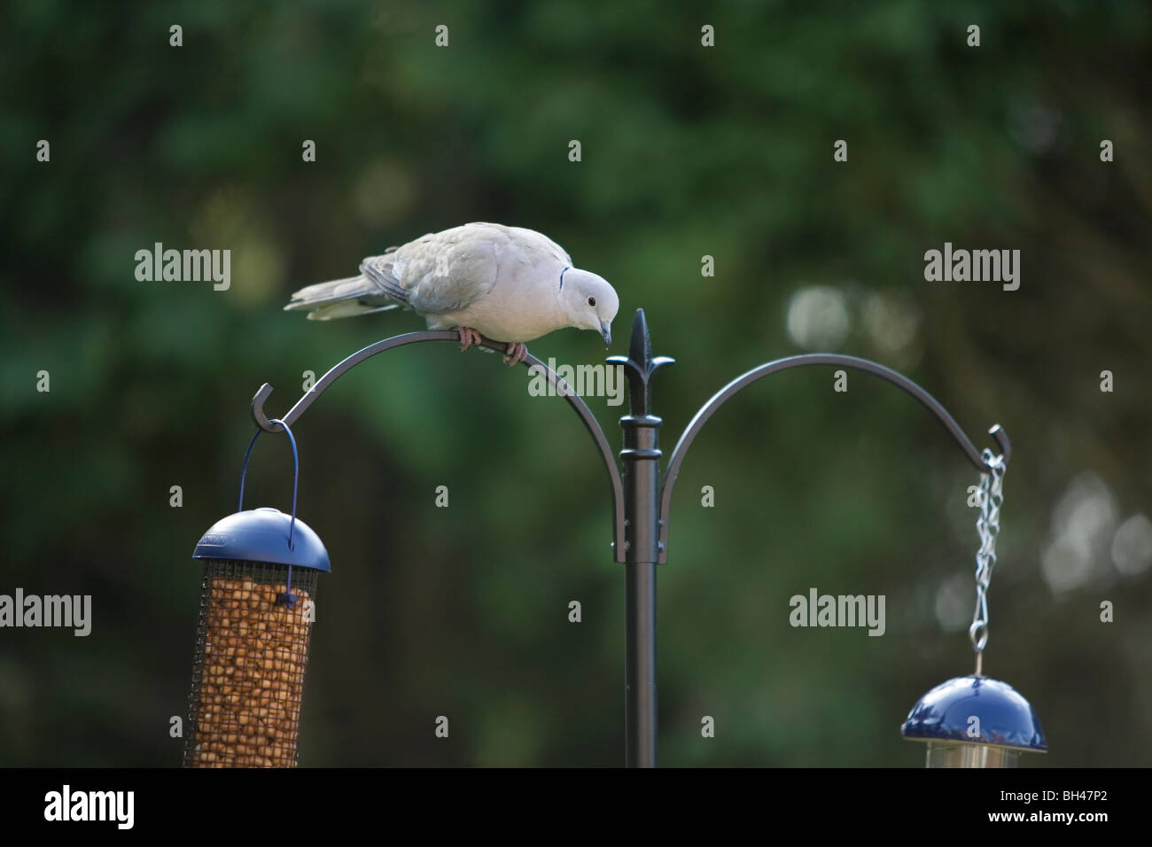 Collared dove (Streptopelia Decaocto) on feeder in garden in spring ...