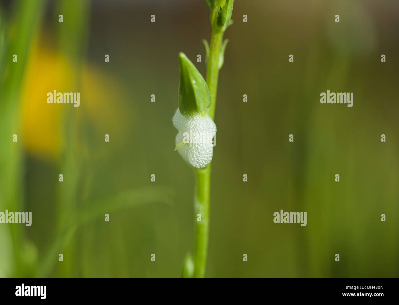 Cuckoo spit on bellflower bud in spring Stock Photo - Alamy
