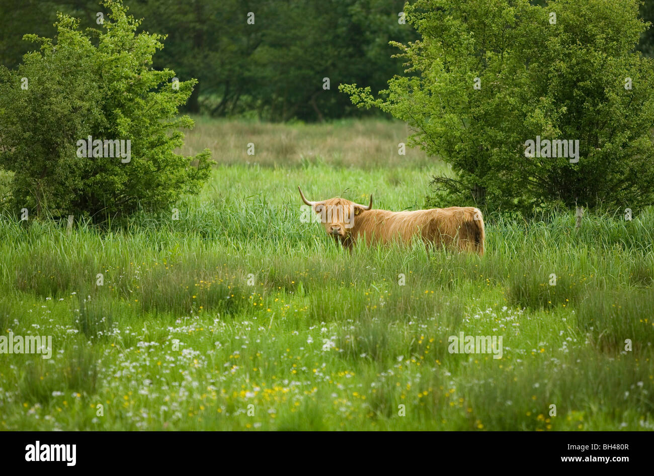 Spring cow hi-res stock photography and images - Alamy