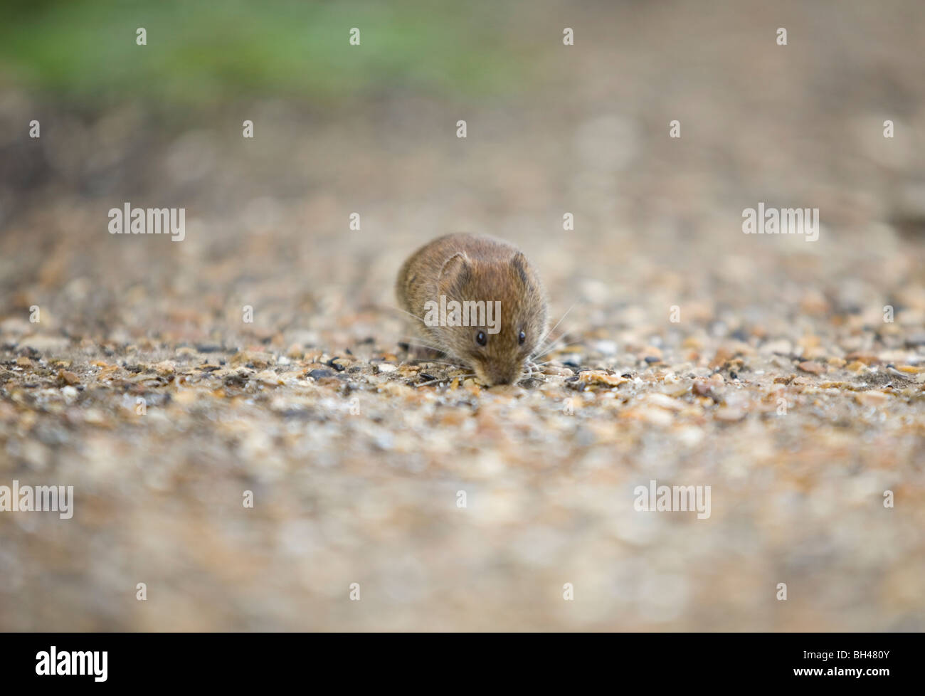 Field mouse eating nut husks from bird feeder in spring Stock Photo - Alamy