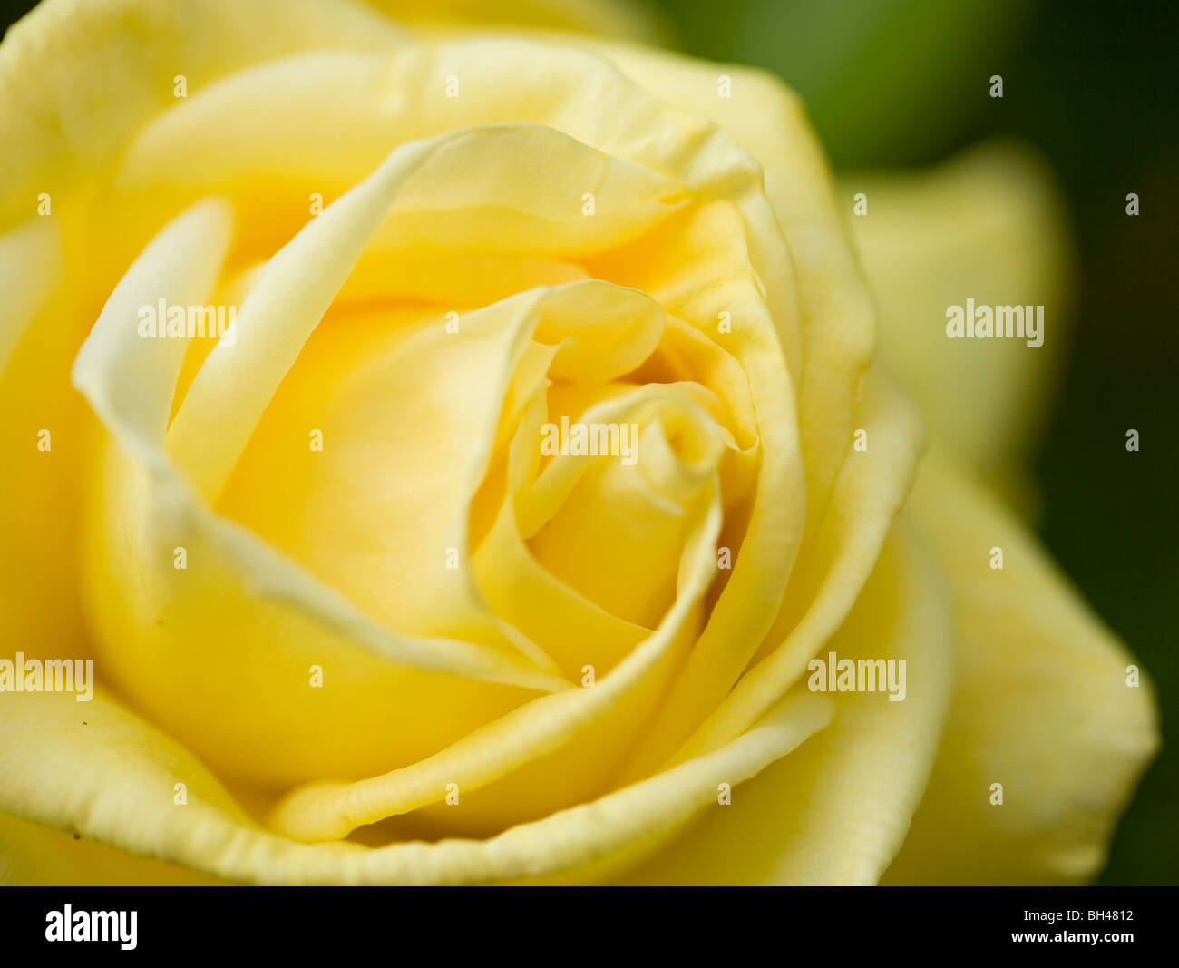 Rosaceae hi-res stock photography and images - Alamy