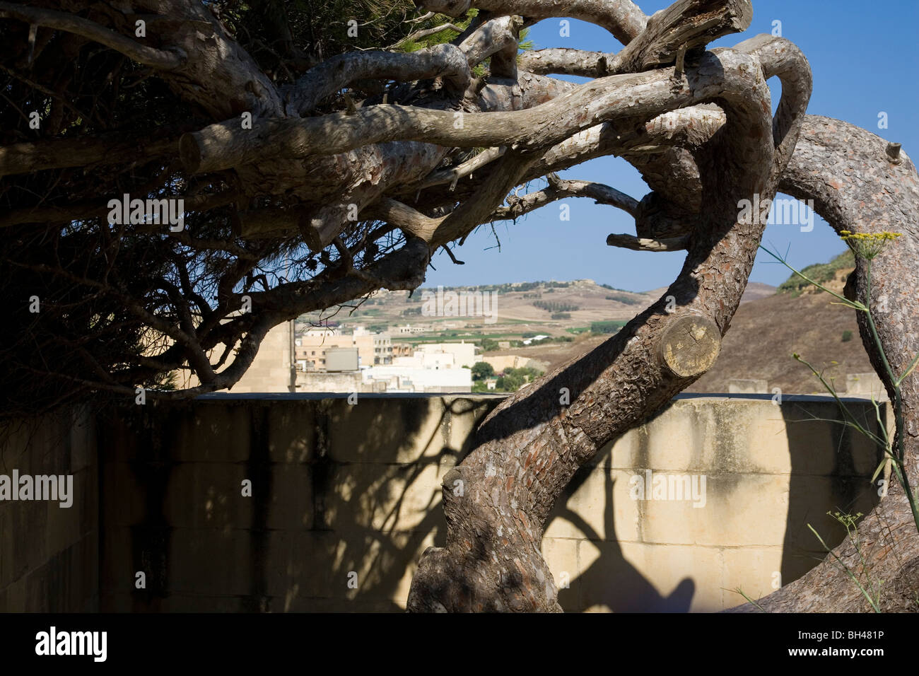 Twisted tree hi-res stock photography and images - Alamy