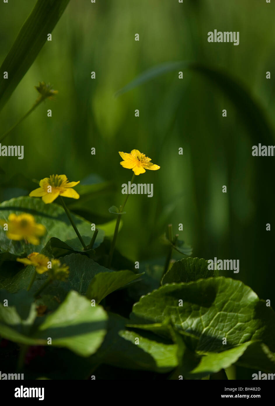 Yellow buttercup flowers in Norfolk Broads in spring Stock Photo - Alamy