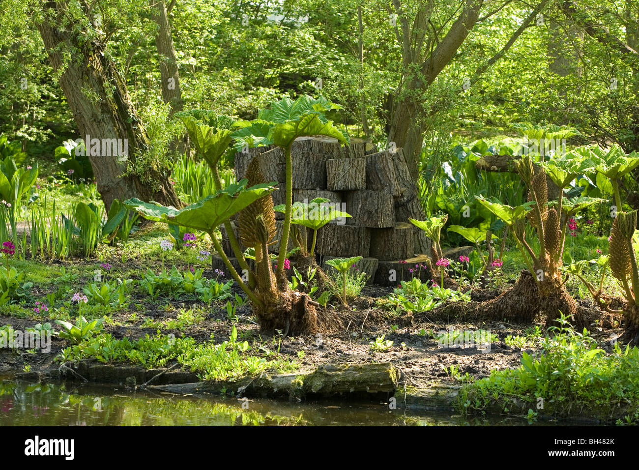 Waterside Plants High Resolution Stock Photography and Images - Alamy