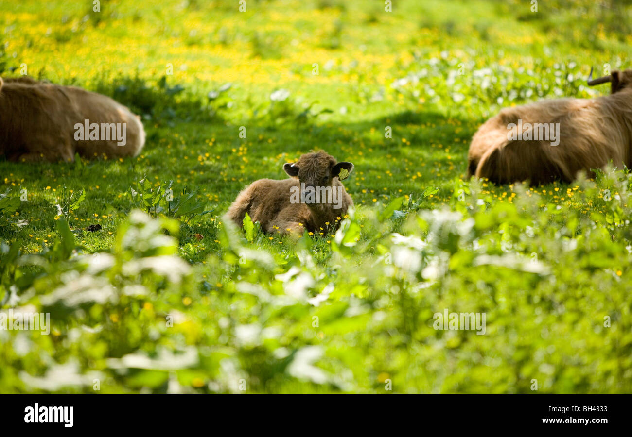 Cows and calf laying down in buttercup meadow Stock Photo - Alamy