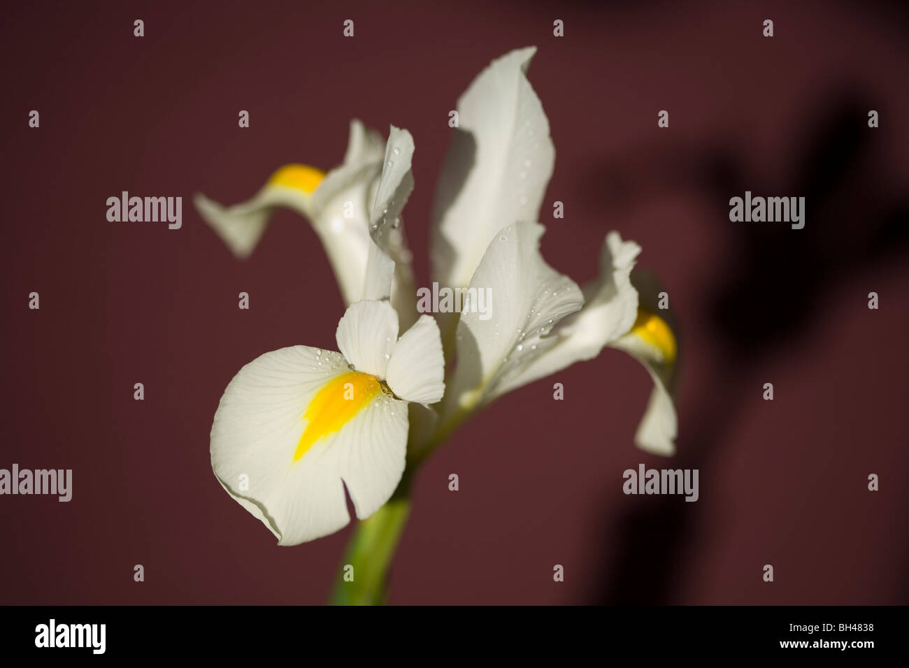 Iris (iridaceae) and shadow Stock Photo - Alamy