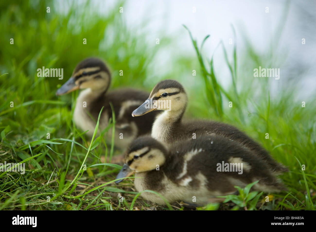 Three cute ducklings hi-res stock photography and images - Alamy