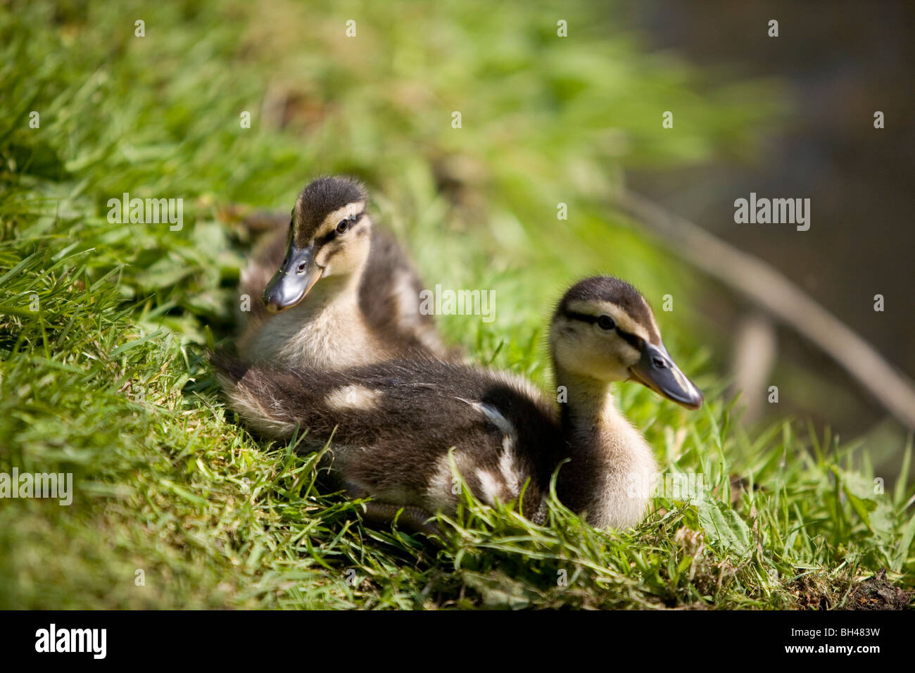Two little ducks hi-res stock photography and images - Alamy