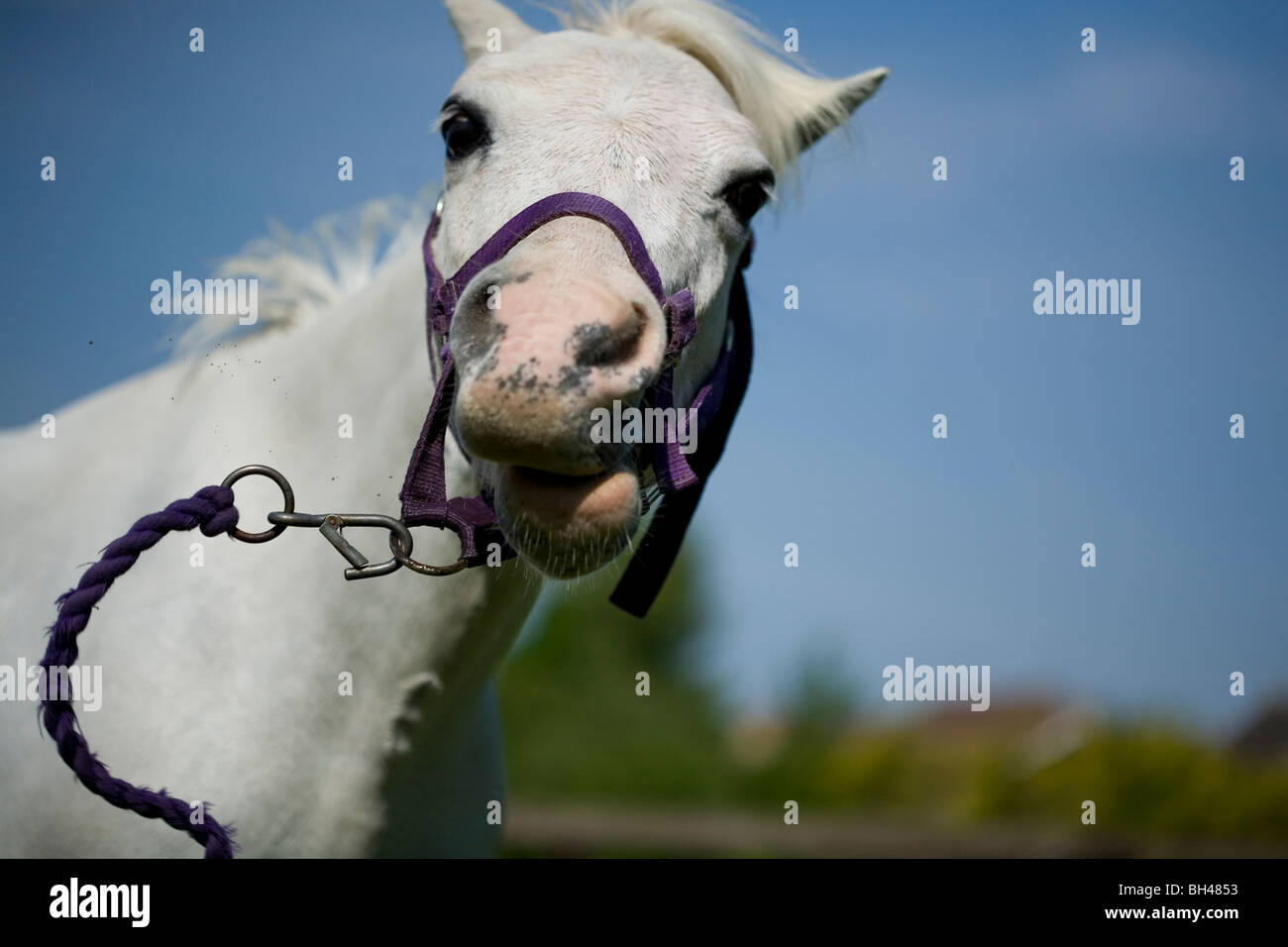 White pony talking Stock Photo - Alamy