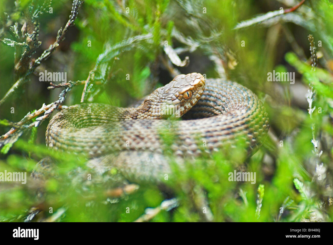 Female adder hi-res stock photography and images - Alamy