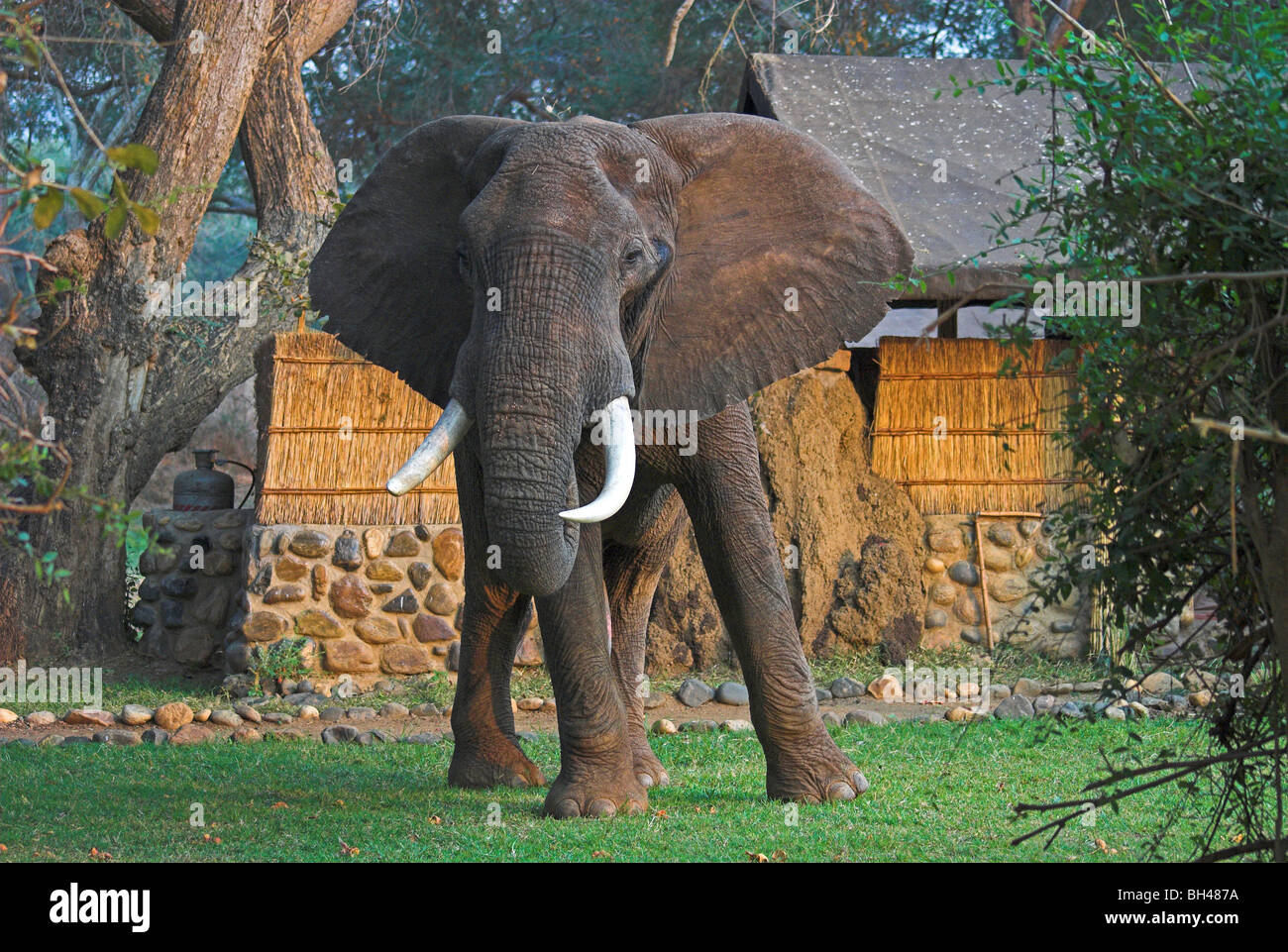 An african elephant marking his territory at the Chongwe river camp ...
