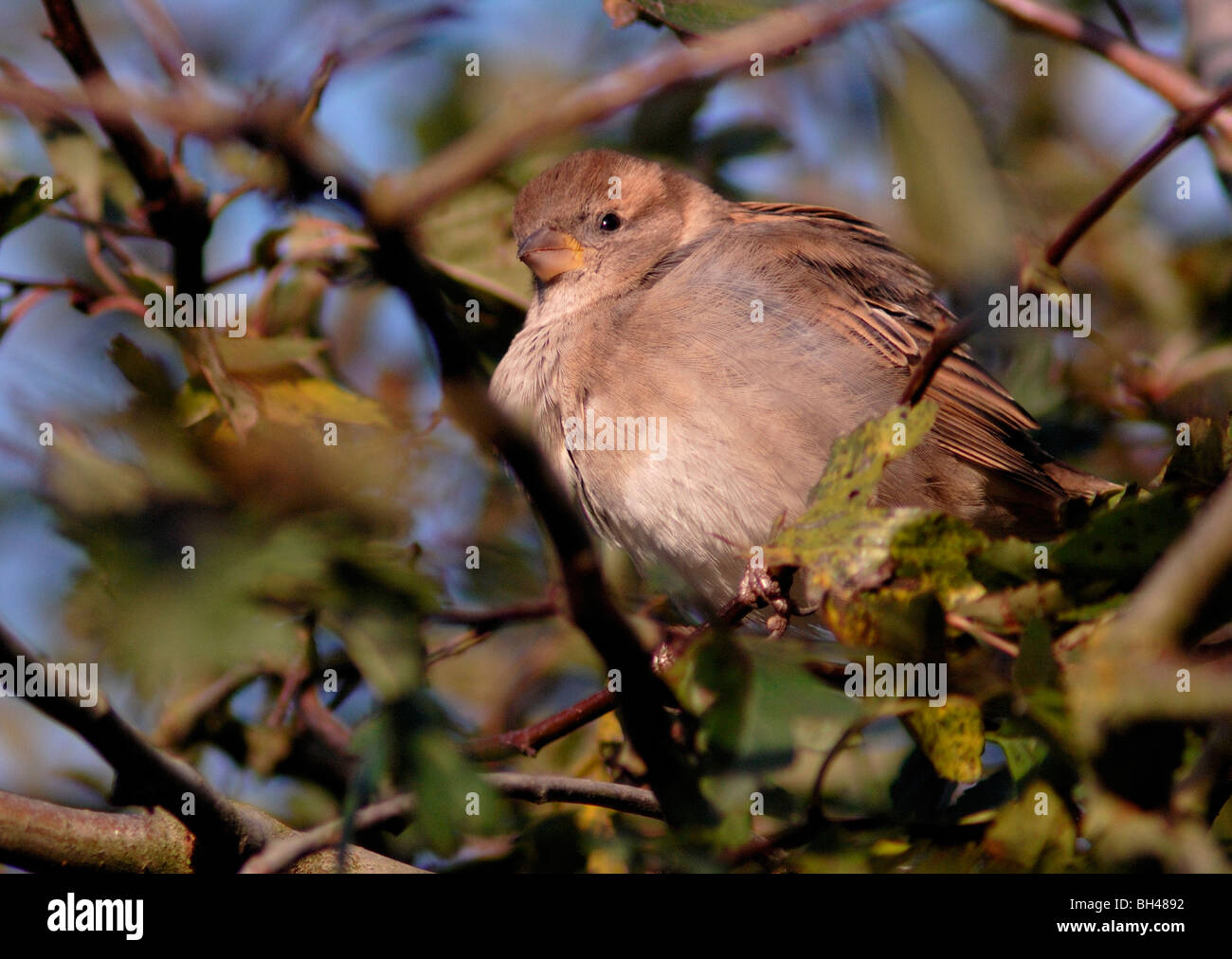 House sparrow (Passer domesticus) enjoying warm autumn sunshine Stock ...
