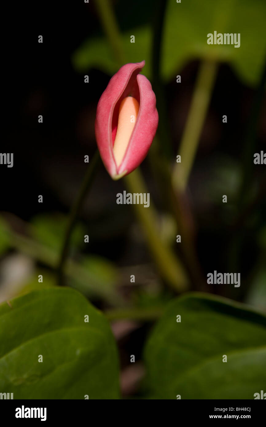 Flaming Flower '(Anthurium andraeanum) in bloom Stock Photo - Alamy
