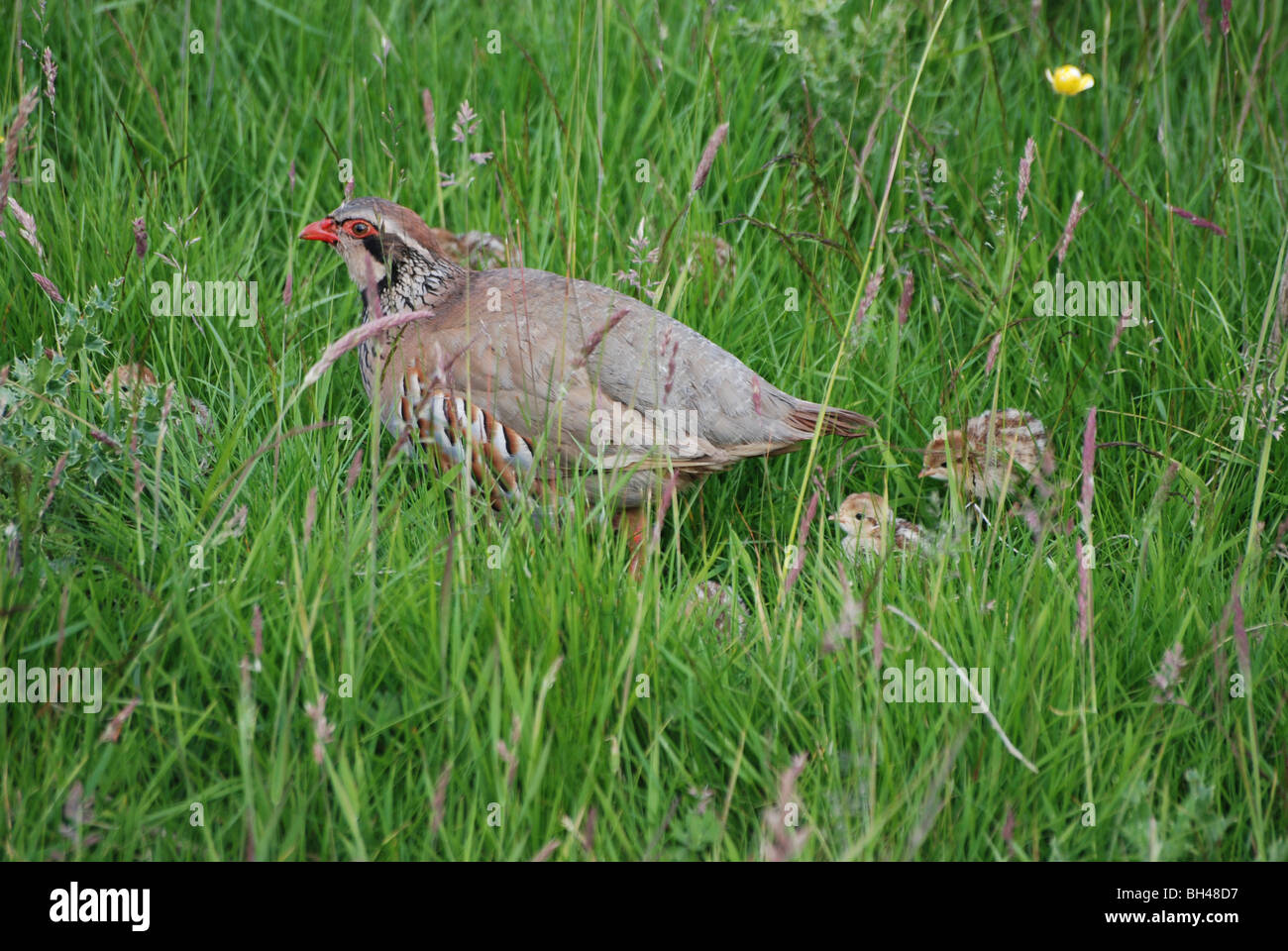 Female partridge hi-res stock photography and images - Alamy