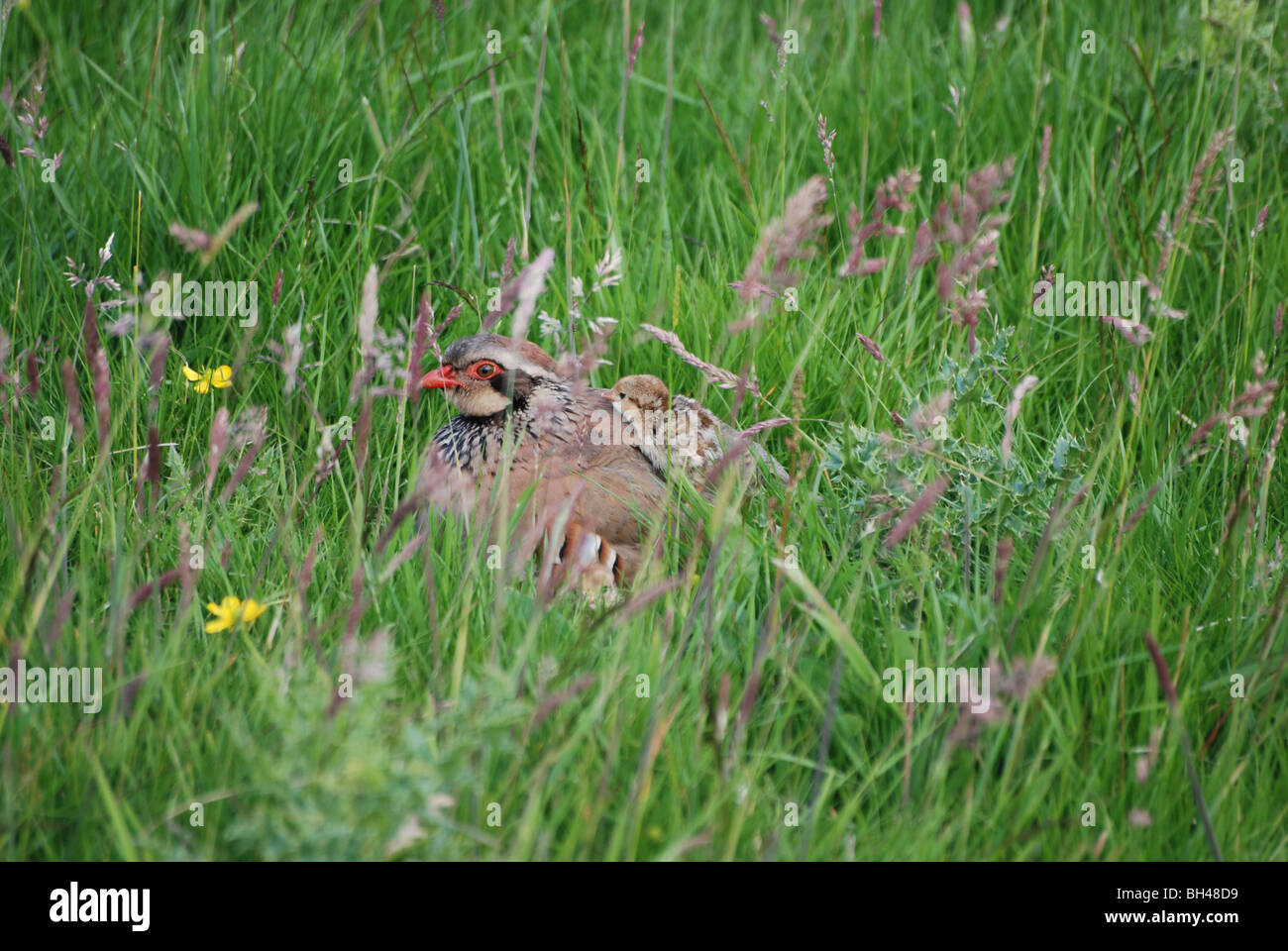 Female red-legged partridge (Alectoris rufa) with chick on back walking ...
