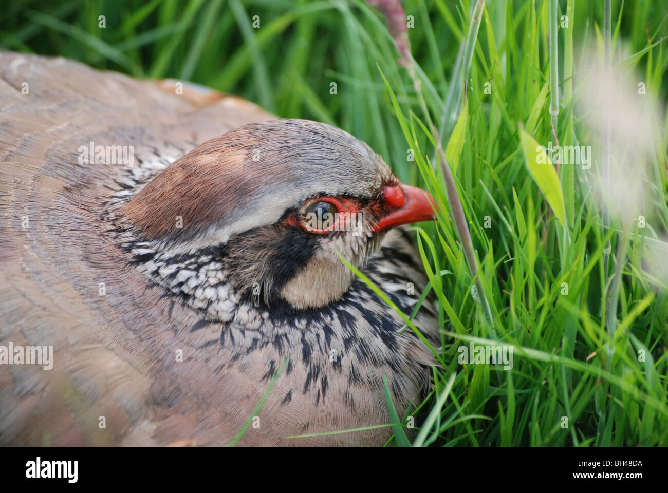 Female partridge hi-res stock photography and images - Alamy