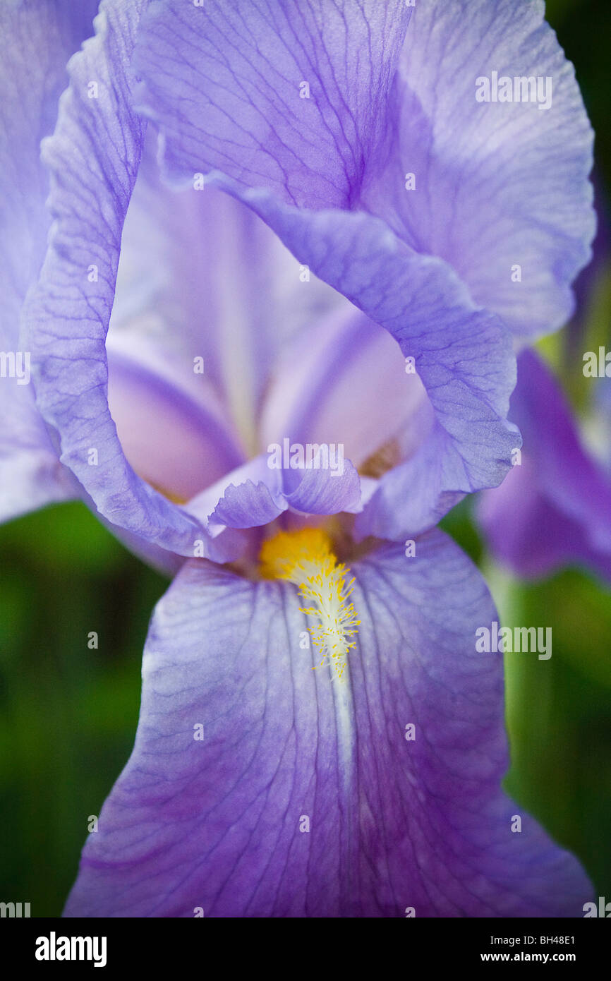 Iris germanica hi-res stock photography and images - Alamy