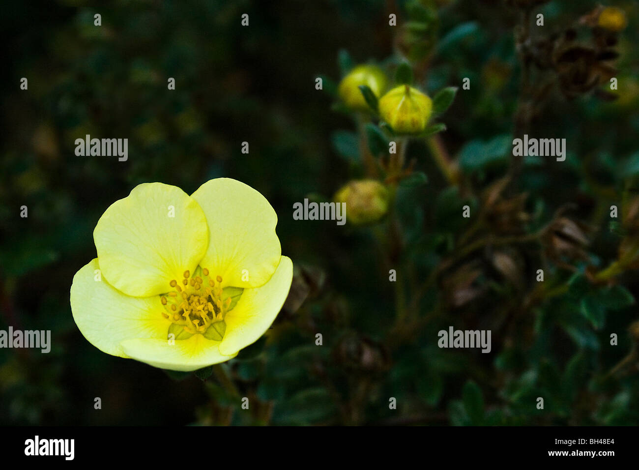 Potentilla or shrubby cinquefoil (Potentilla fruticosa) in springtime ...