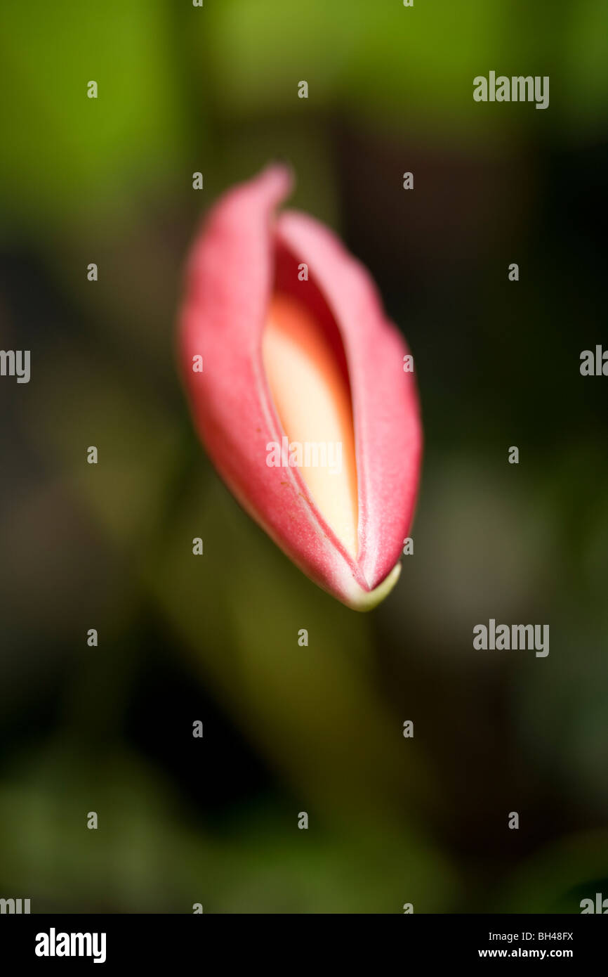 Flaming Flower '(Anthurium andraeanum) in bloom Stock Photo - Alamy