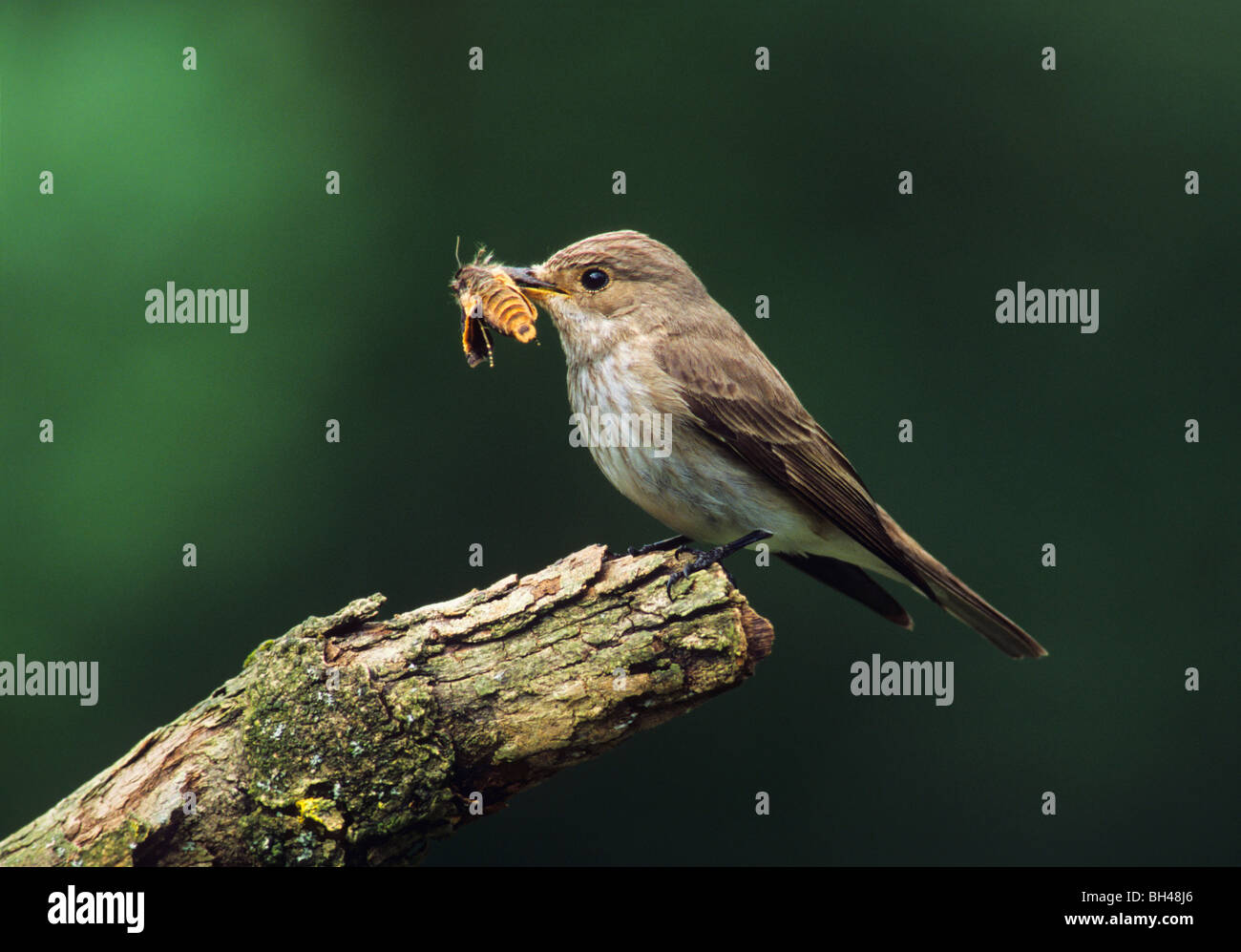 Spotted flycatcher (Muscicapa striatus) with moth prey Stock Photo - Alamy