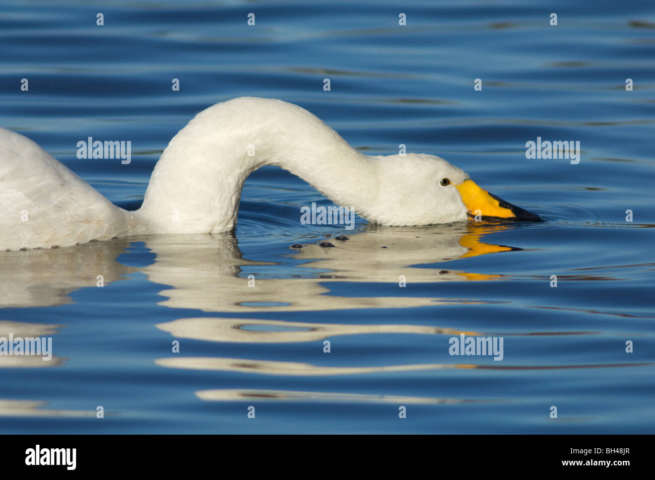 Whooper swan (Cygnus cygnus) head and neck, dipping bill in water Stock ...