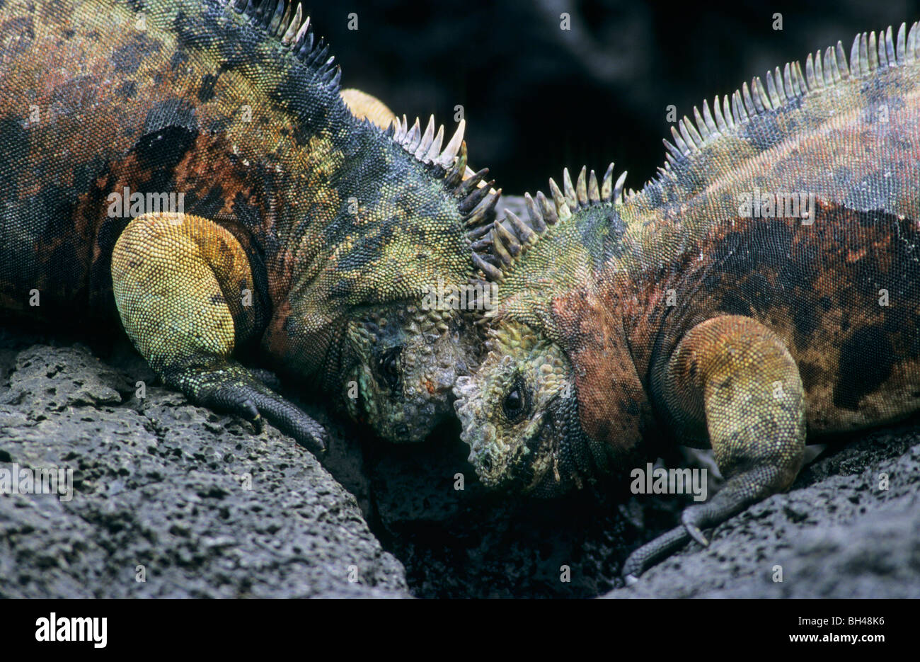 Marine iguanas fighting hi-res stock photography and images - Alamy