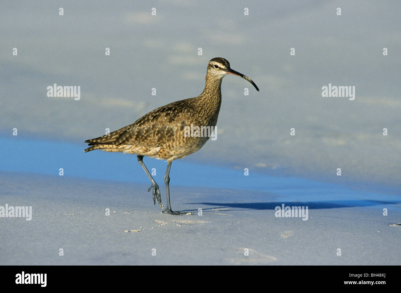 Whimbrel (Numenius phaeopus hudsonicus) on beach Stock Photo - Alamy