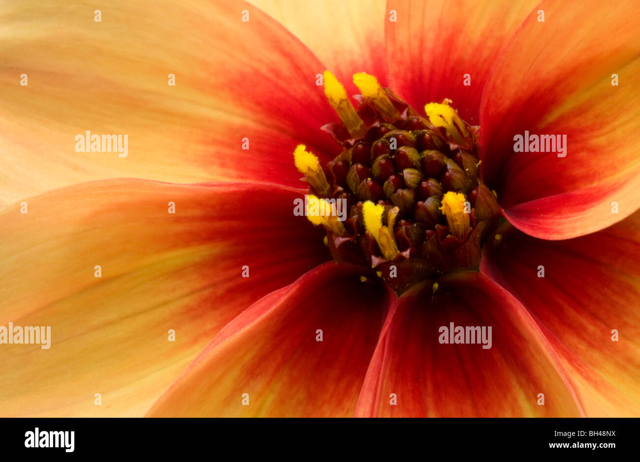Moonfire Dahlia High Resolution Stock Photography and Images - Alamy