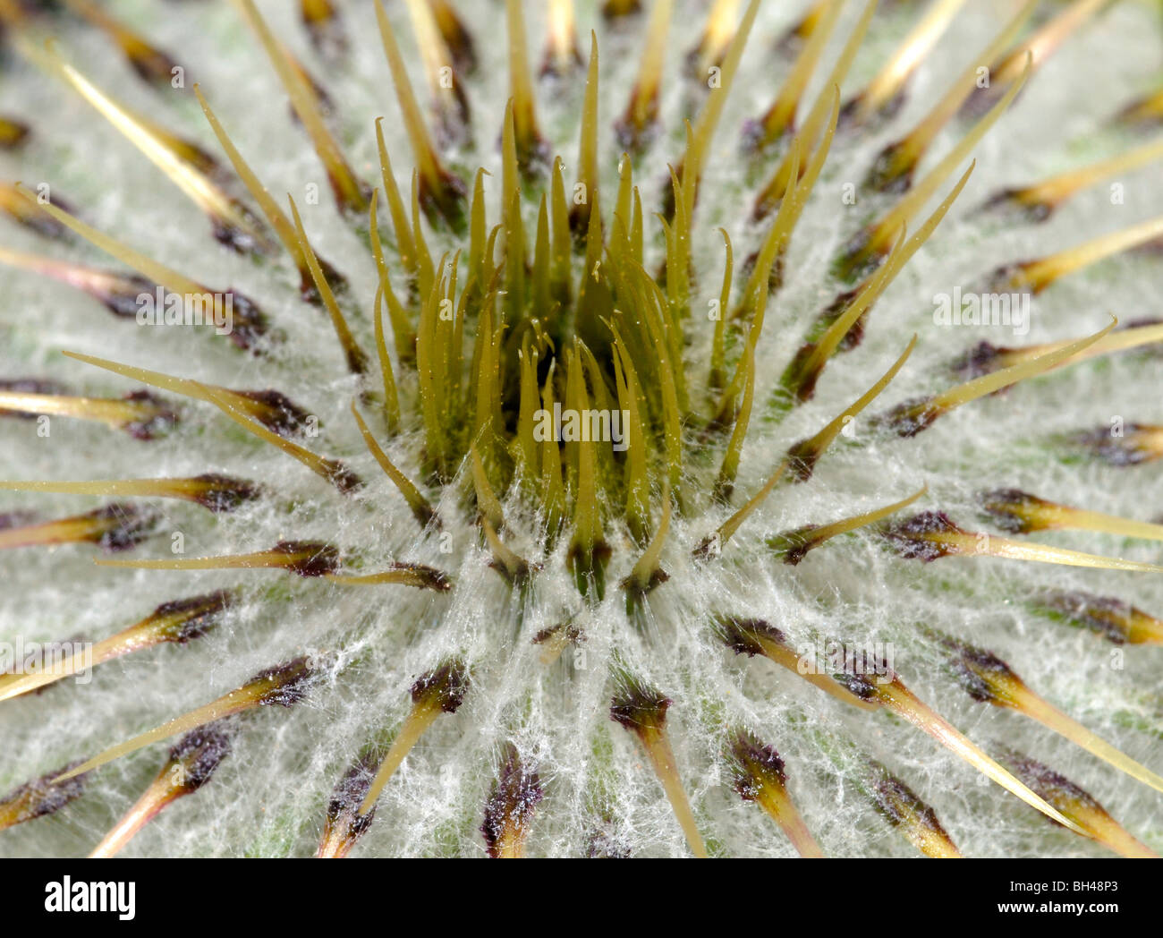 Musk Thistle Carduus Nutans Close Up Abstract Image Of Seed Head