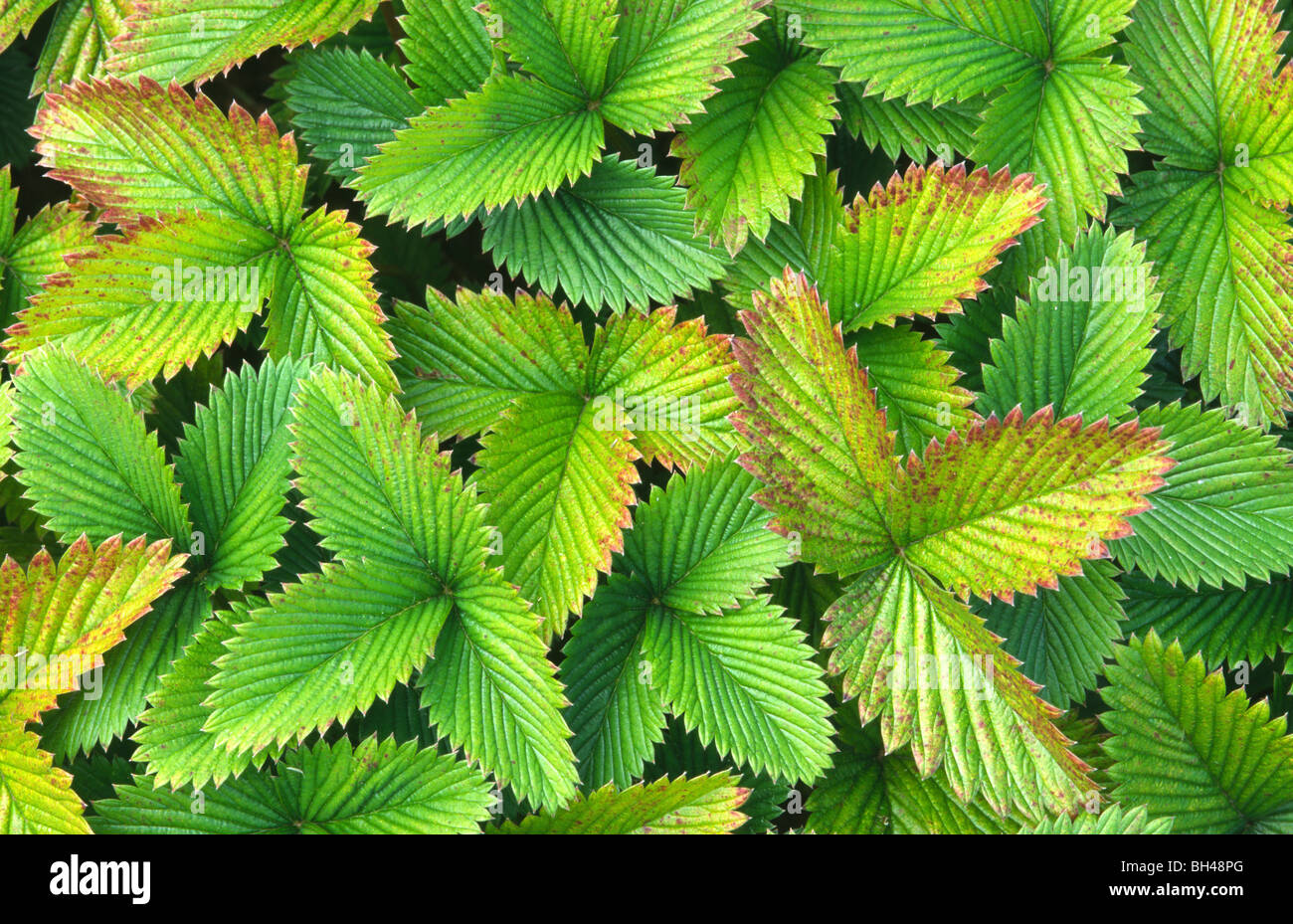 Strawberry leaves abstract pattern image showing subtle variation in ...