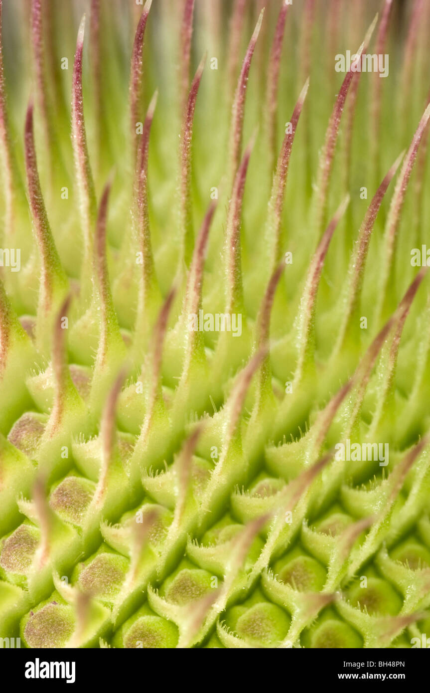 Teasel flowering teasel flower hi-res stock photography and images - Alamy