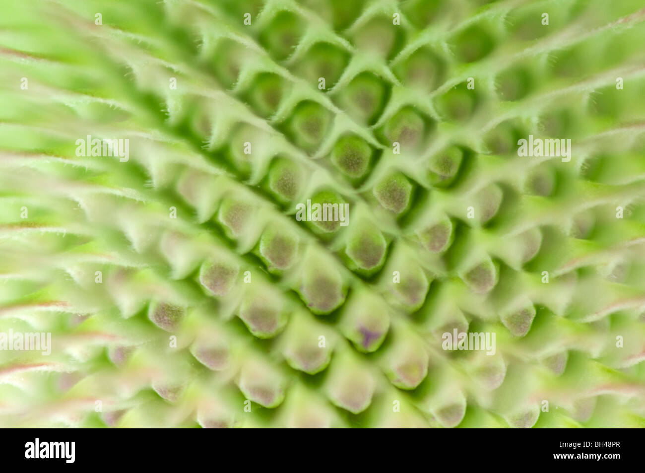 Teasel fullonum flower hi-res stock photography and images - Alamy