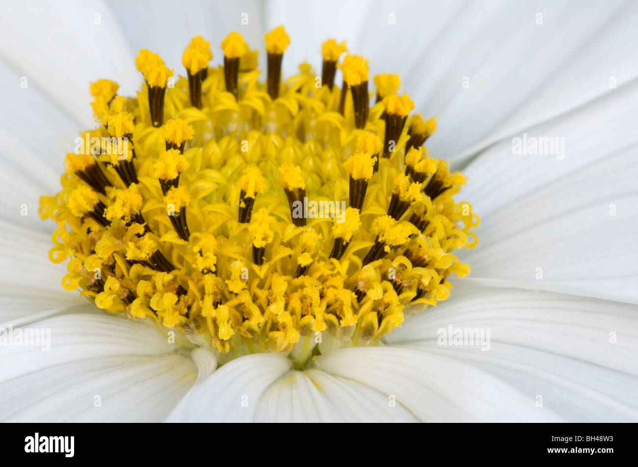 Intricate flower structure hi-res stock photography and images - Alamy