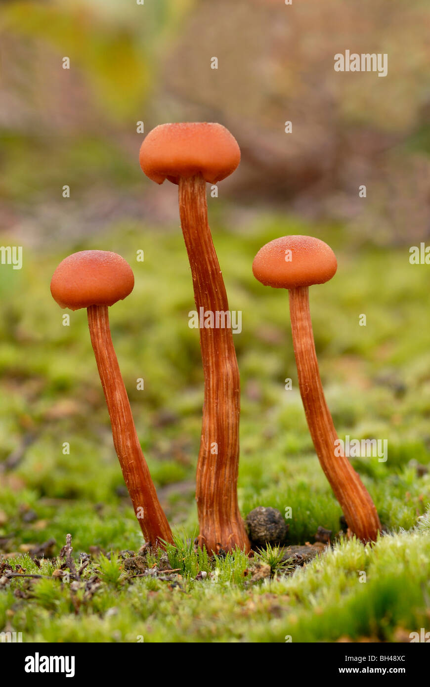 The Deceiver (Laccaria laccata). Group of young fungus growing on mossy ...
