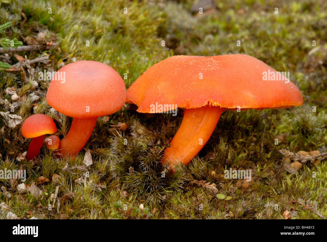 Red Waxcap (Hygrocybe miniata). Fungus showing different stages of ...