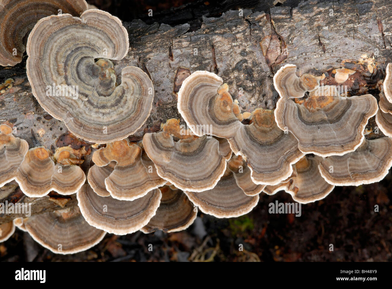 Coriolus versicolor hi-res stock photography and images - Alamy