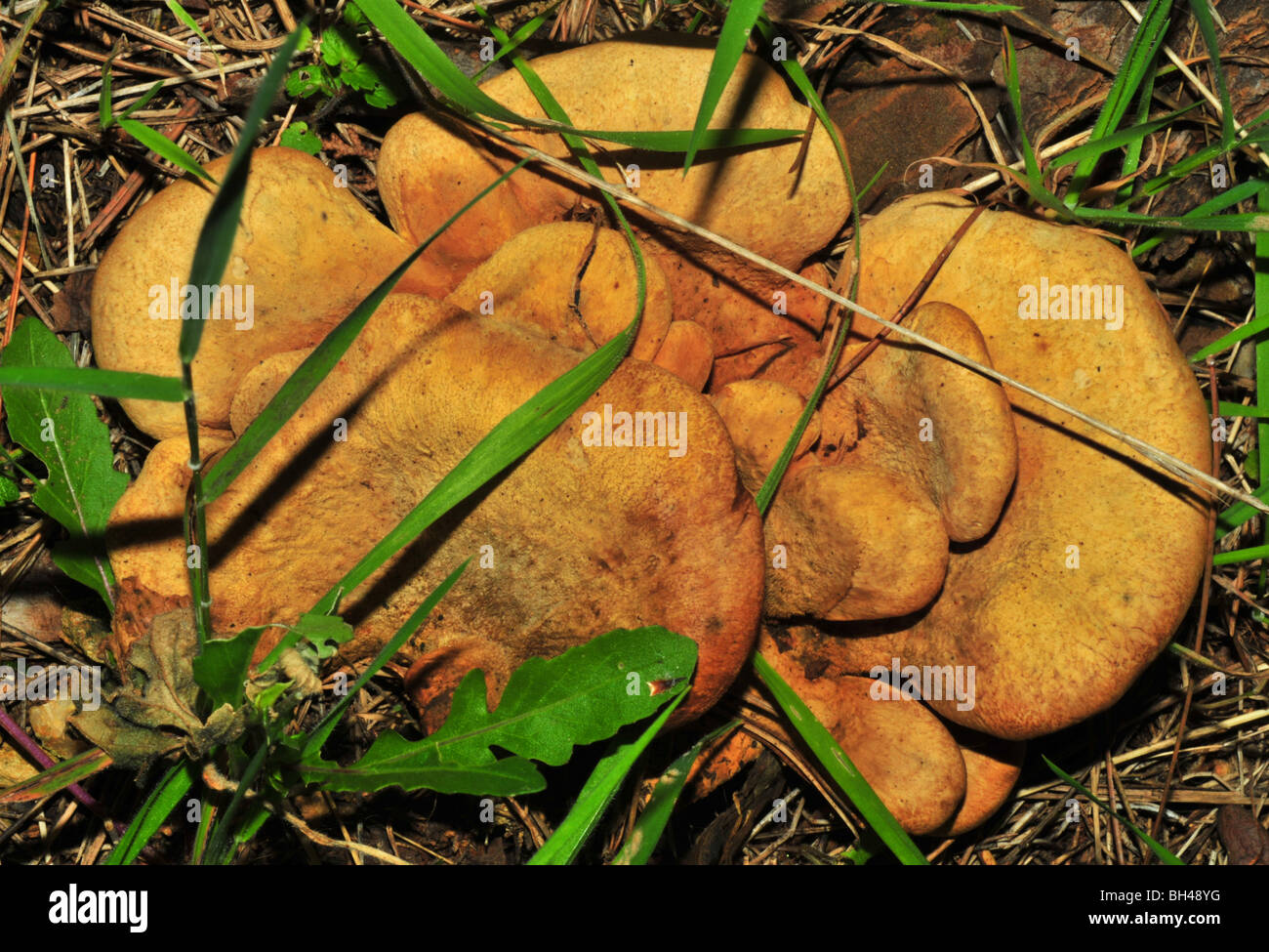 Paxillus panuoides hi-res stock photography and images - Alamy