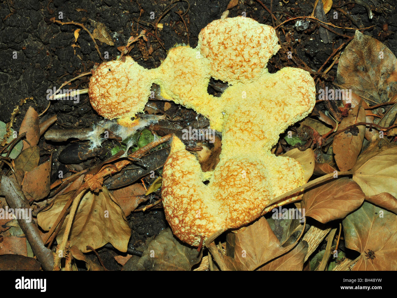 iimage of fungus Fuligo septica Stock Photo - Alamy