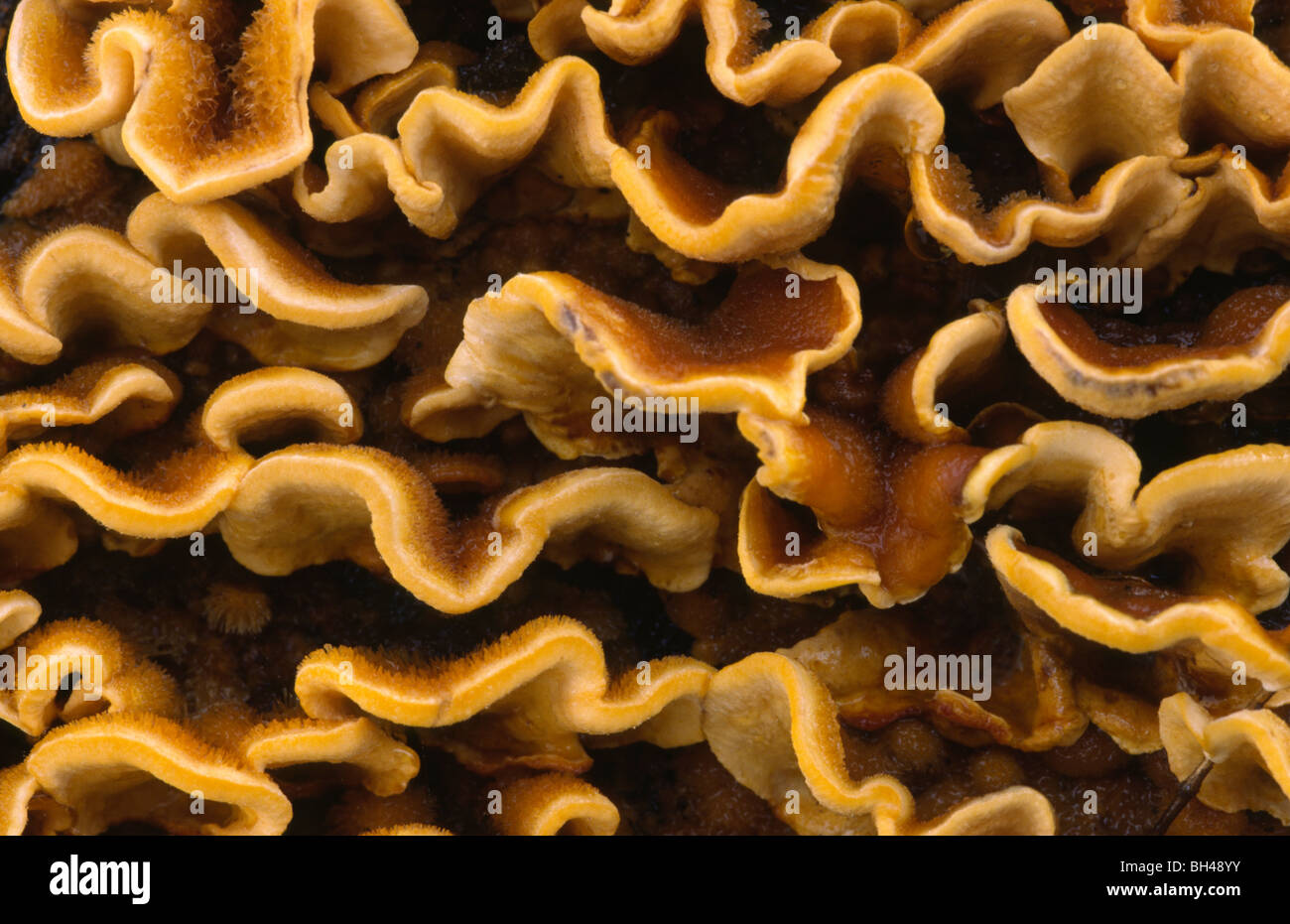 Hairy stereum (Stereum hirsutum). Close up abstract image of bracket ...