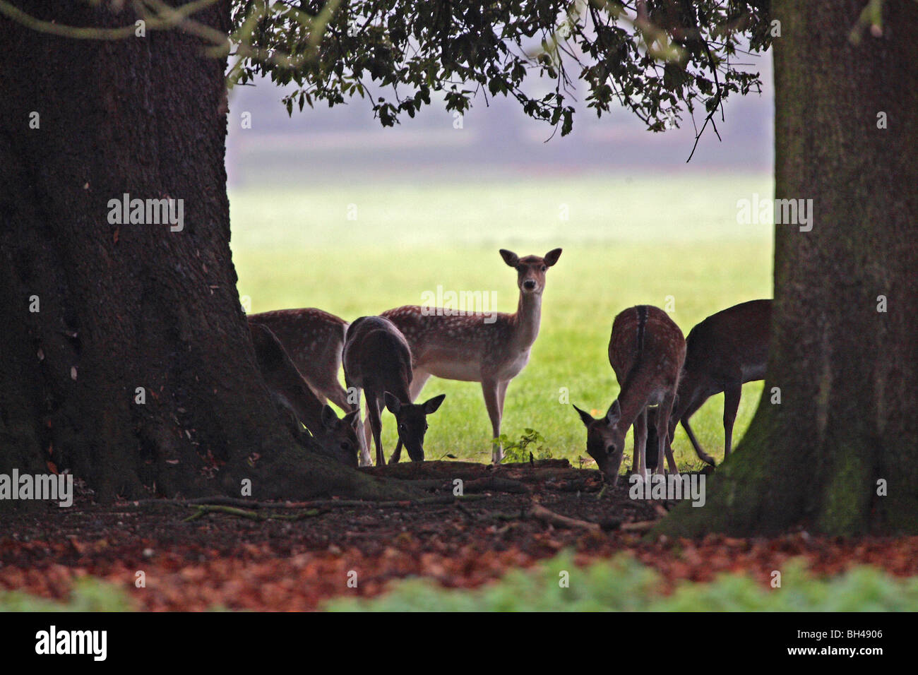 Alert fallow doe in woodland Stock Photo - Alamy