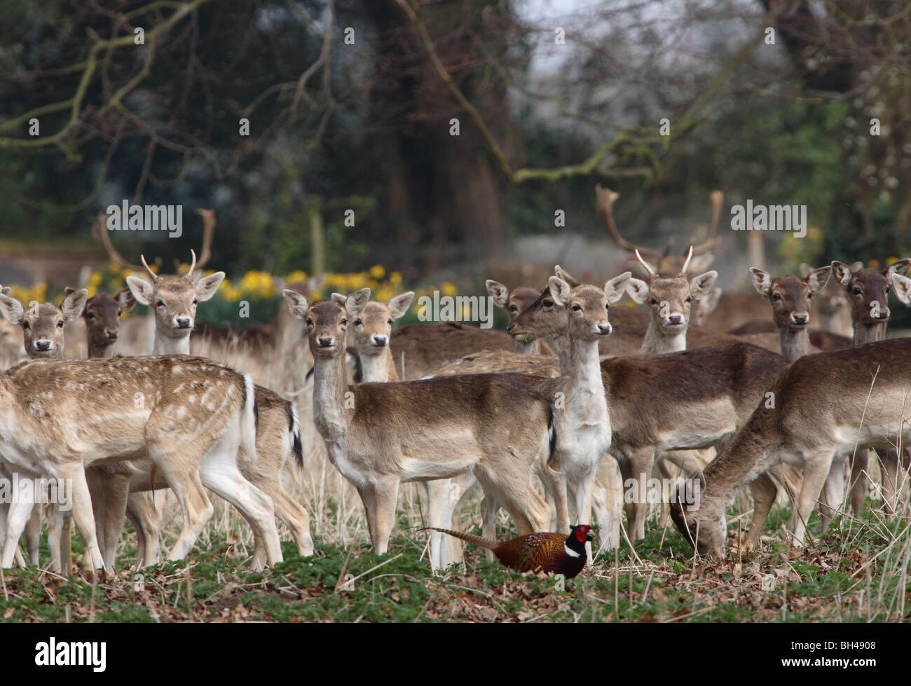 Herd of fallow deer in spring Stock Photo - Alamy