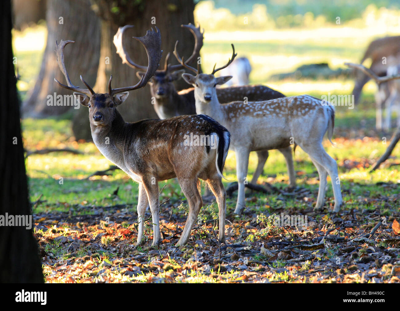 Three young fallow bucks in woodland Stock Photo - Alamy