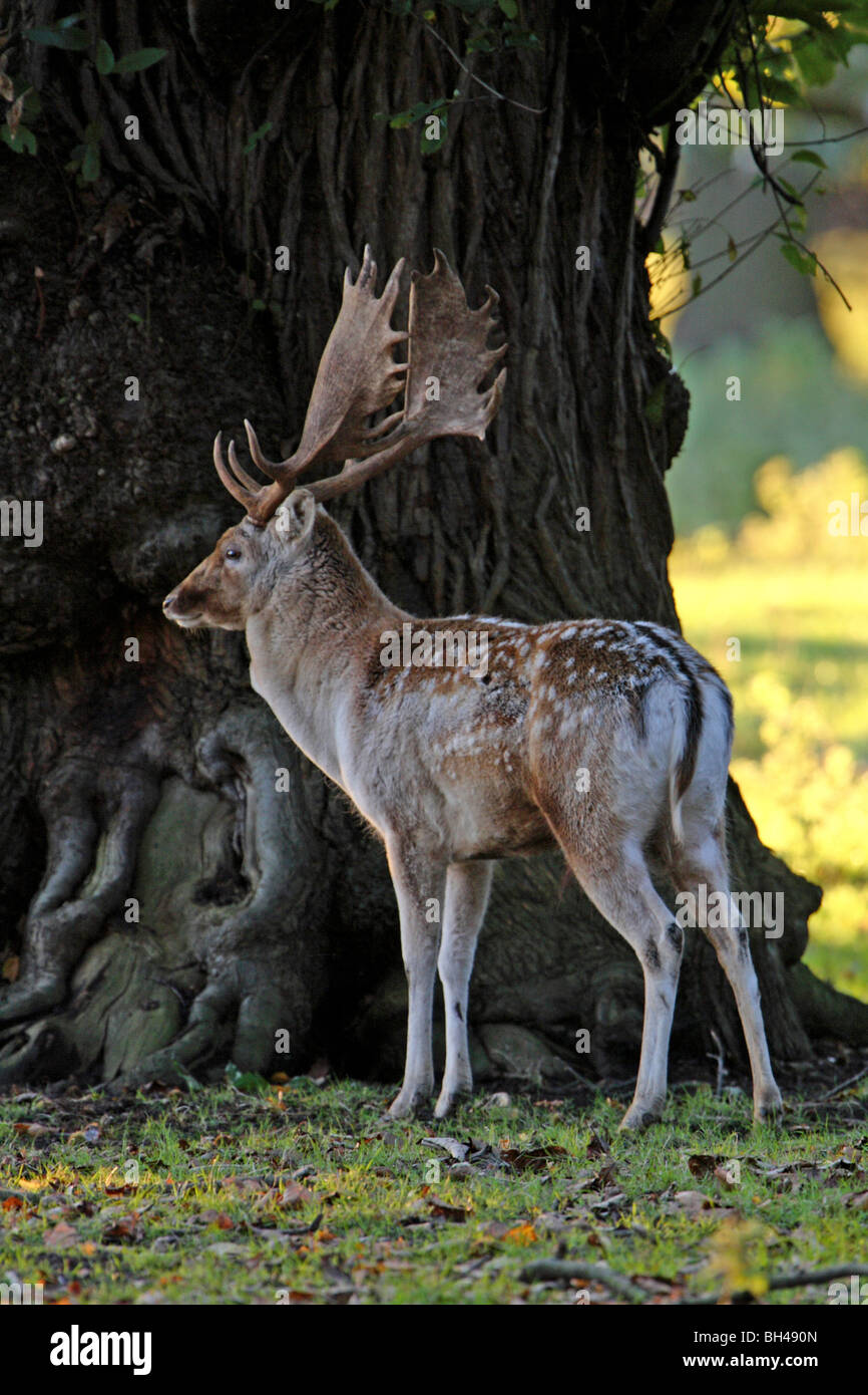 Standing fallow buck in woodland Stock Photo - Alamy