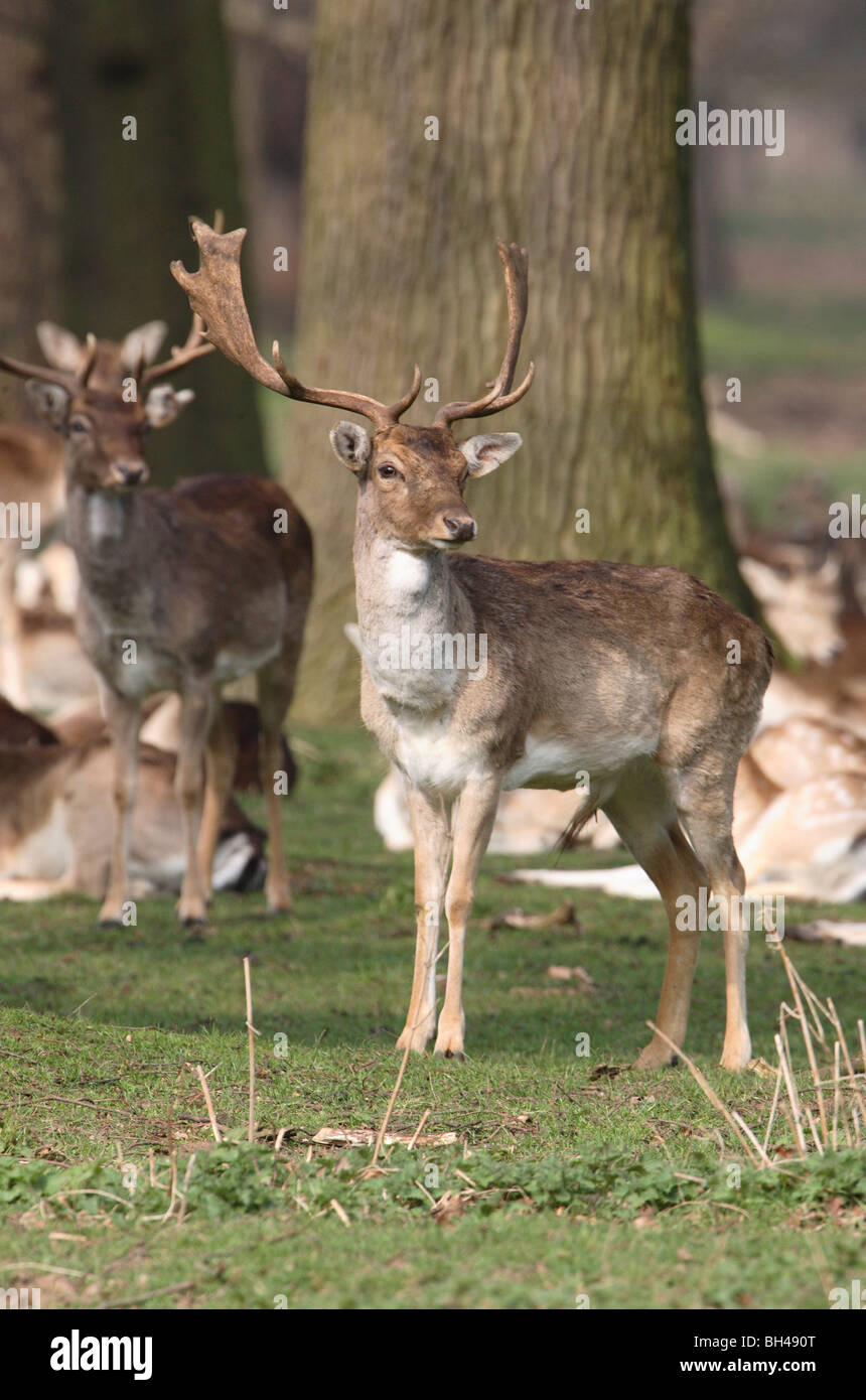 Standing fallow buck in woodland Stock Photo - Alamy