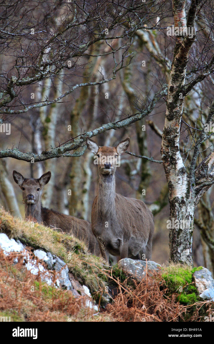 Red hinds birch hi-res stock photography and images - Alamy