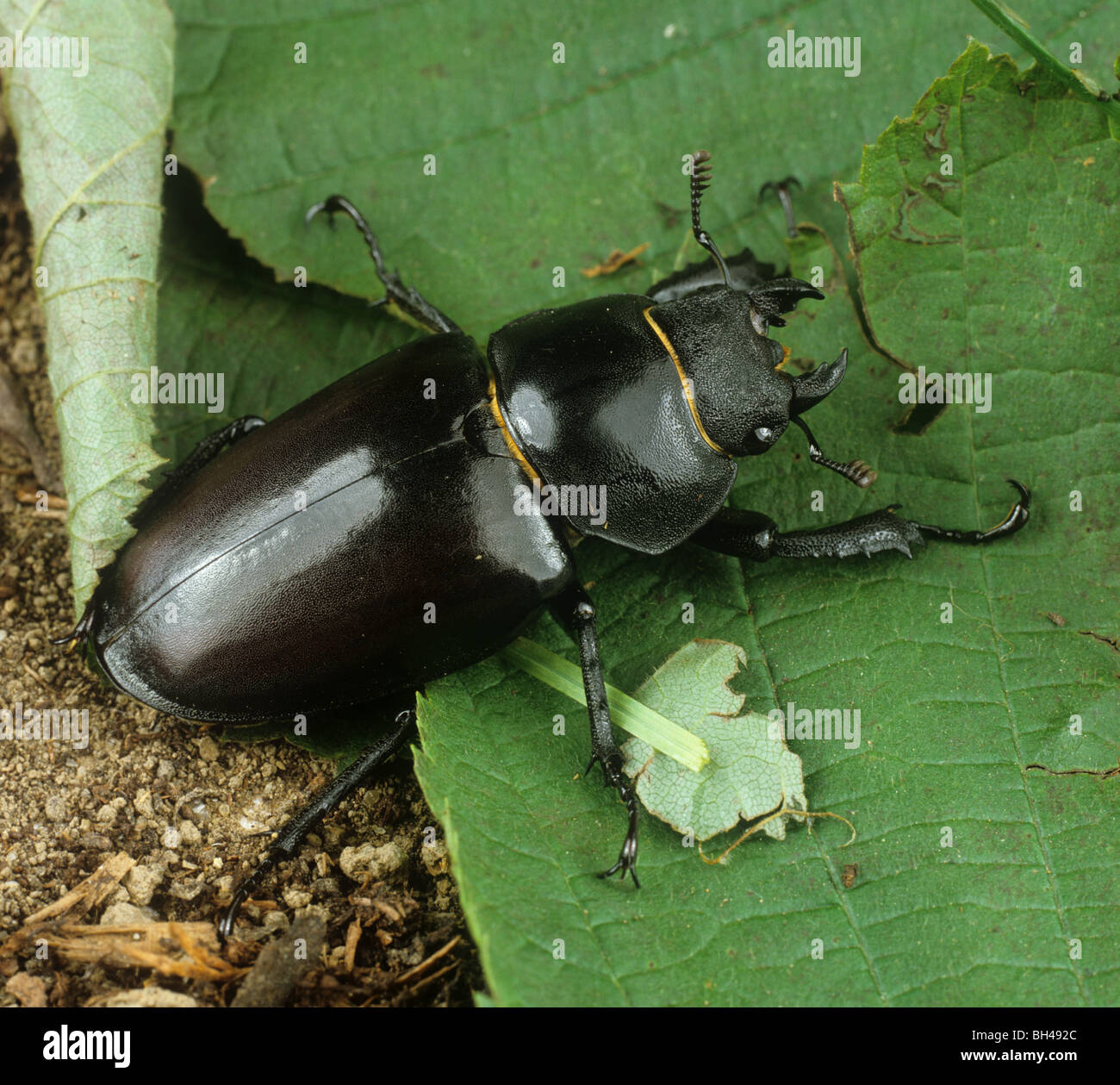 Female stag beetle (Lucanus cervus) on leaf litter Stock Photo - Alamy