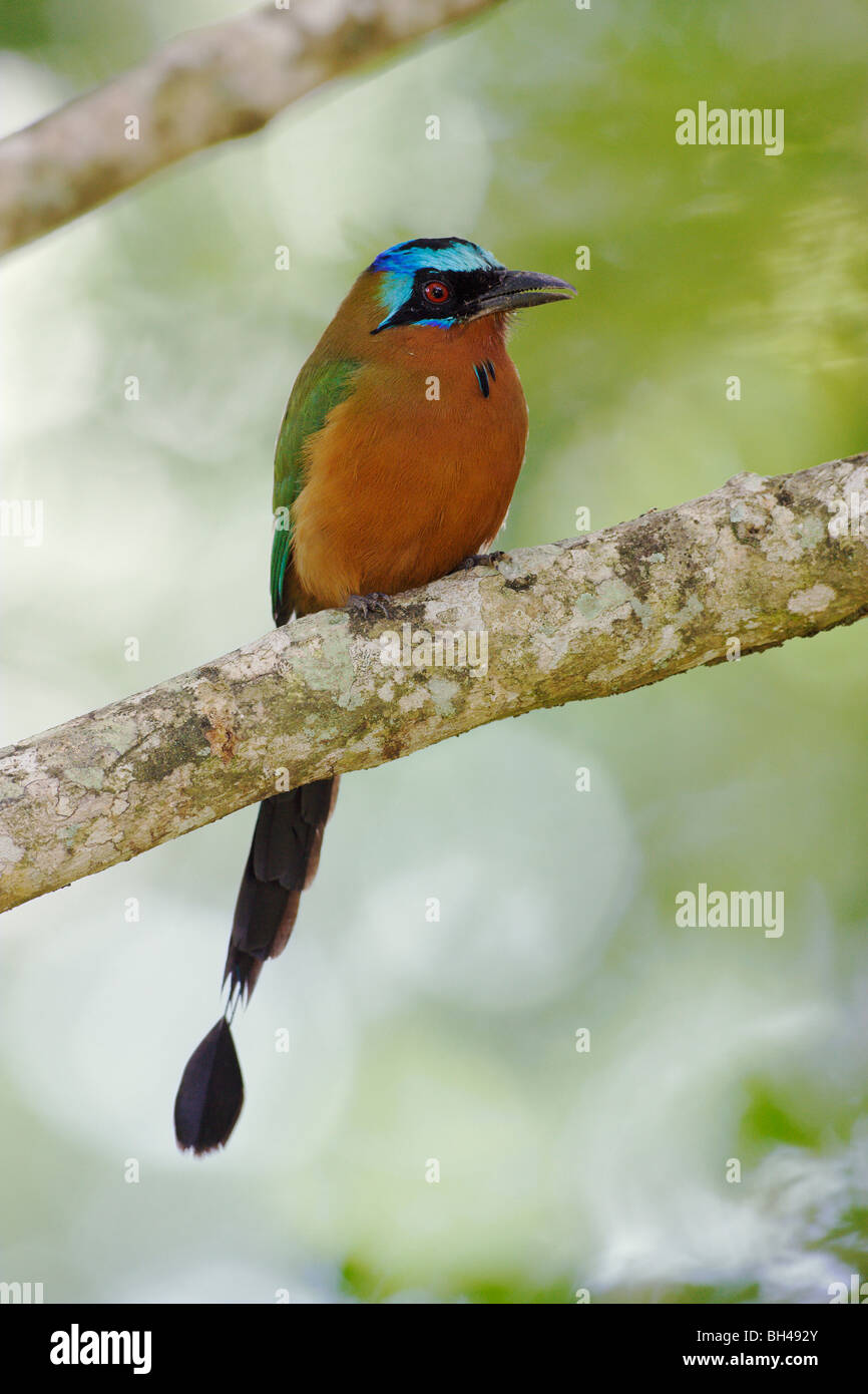 Blue-crowned motmot (Momotus momota) sitting on branch Stock Photo - Alamy