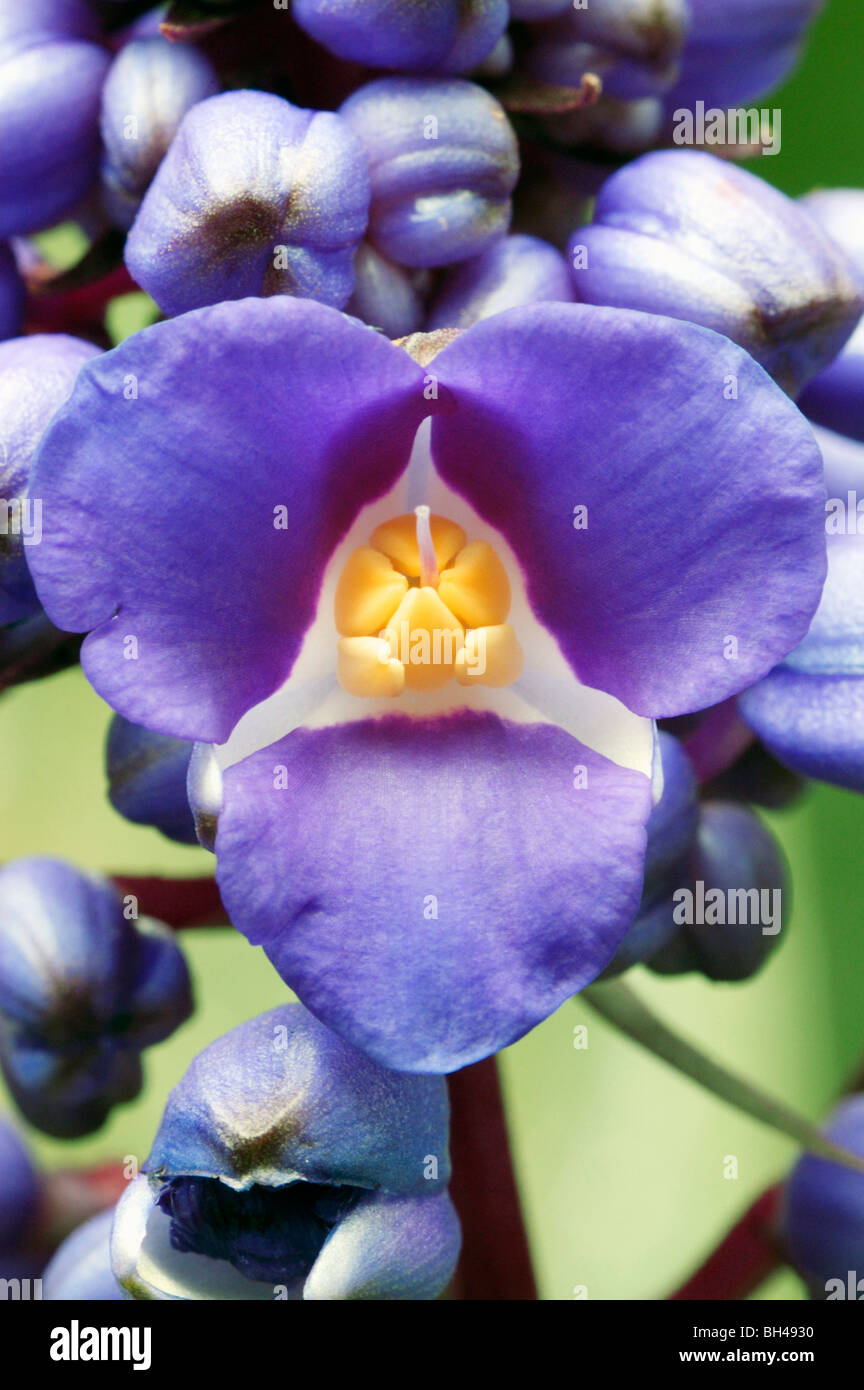 Brazilian ginger hi-res stock photography and images - Alamy