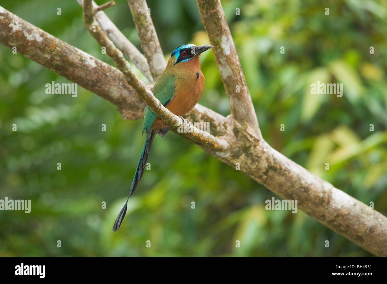 Blue-crowned motmot (Momotus momota) sitting on branch Stock Photo - Alamy