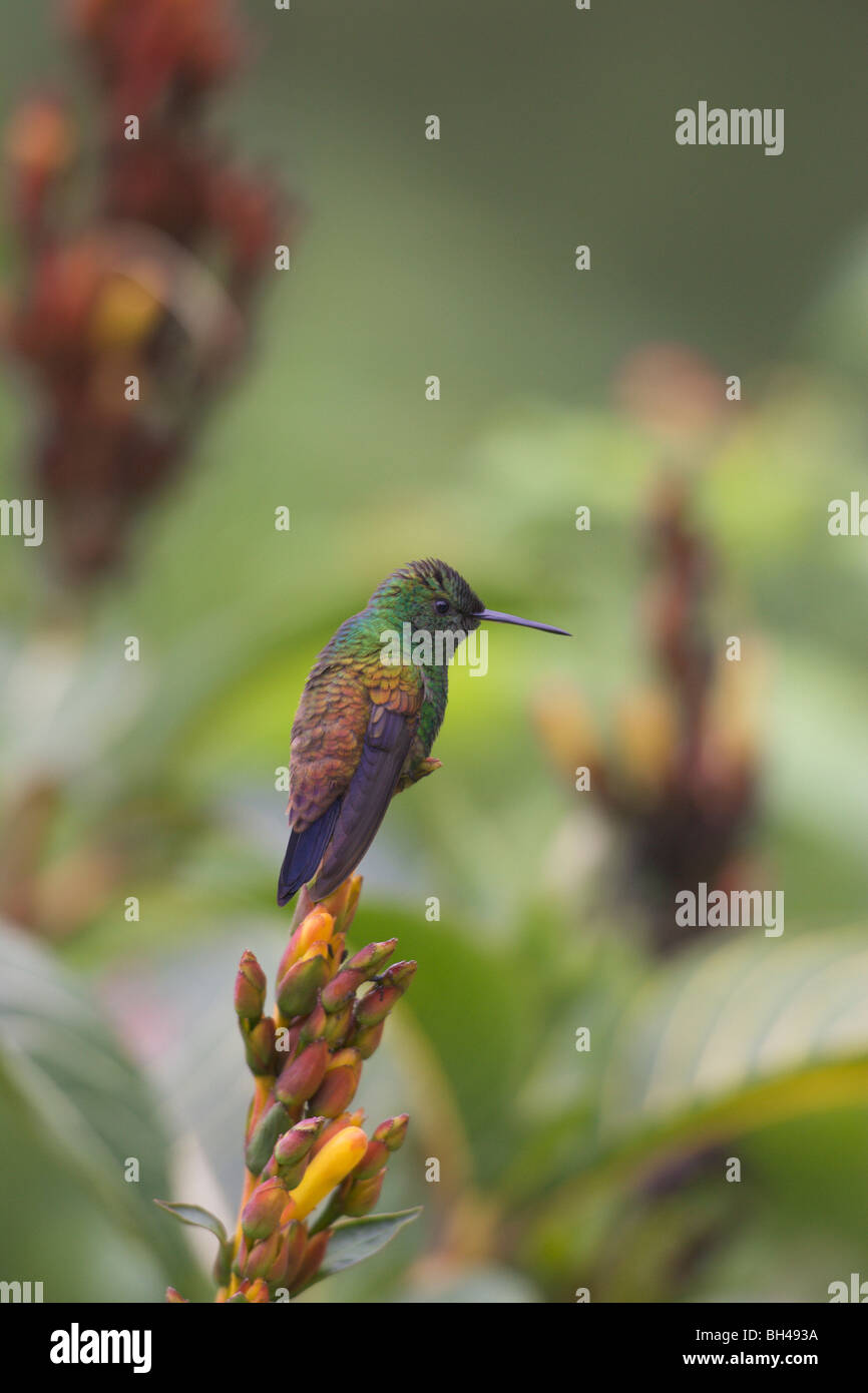 Copper-rumped Hummingbird (Amazilia tobaci) in tropical vegetation ...